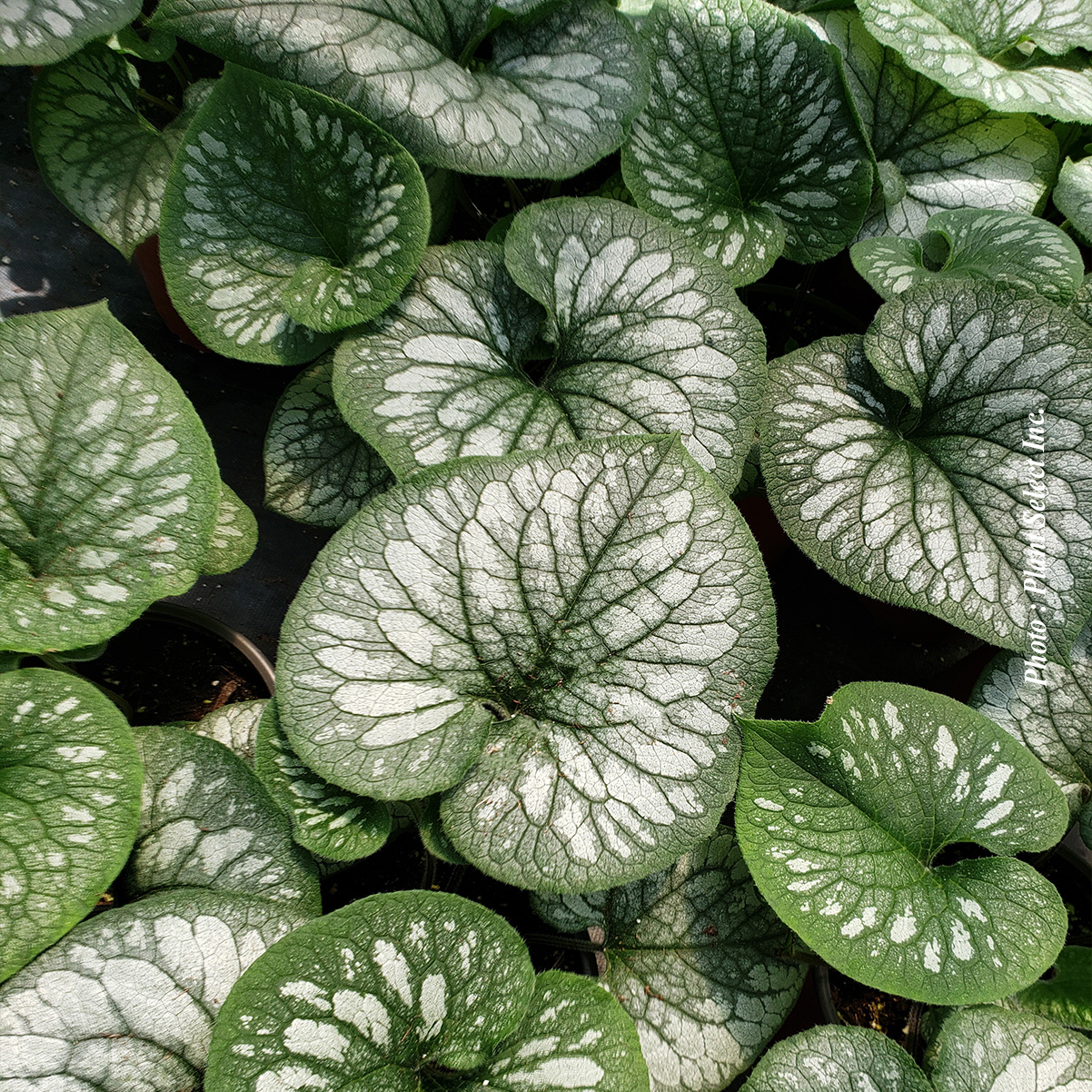 Plant Select